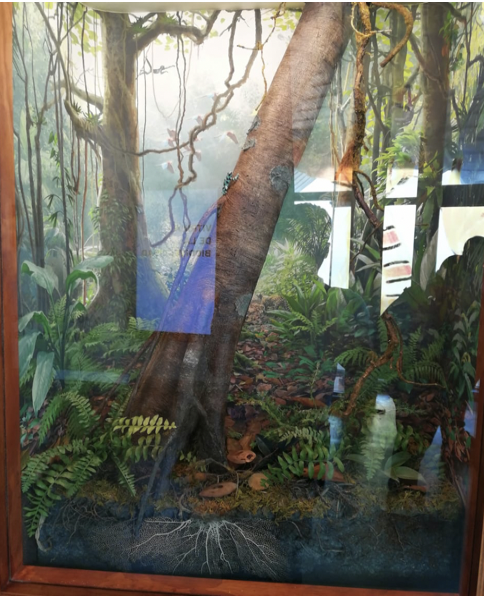 Uso de la biodiversidad. Un recorrido por el Biomuseo | Piragua – Fuego ...